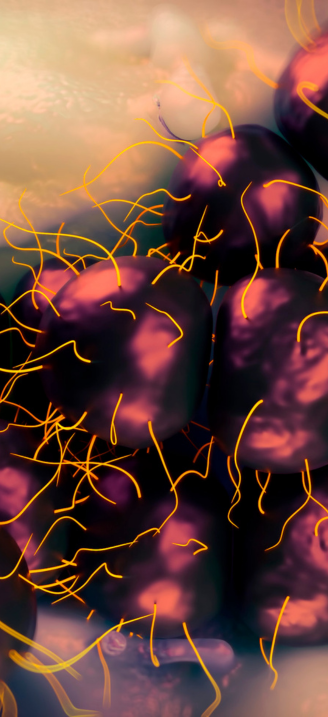 Le gonocoque, bactérie responsable de la gonorrhée - Laboratoires B2A